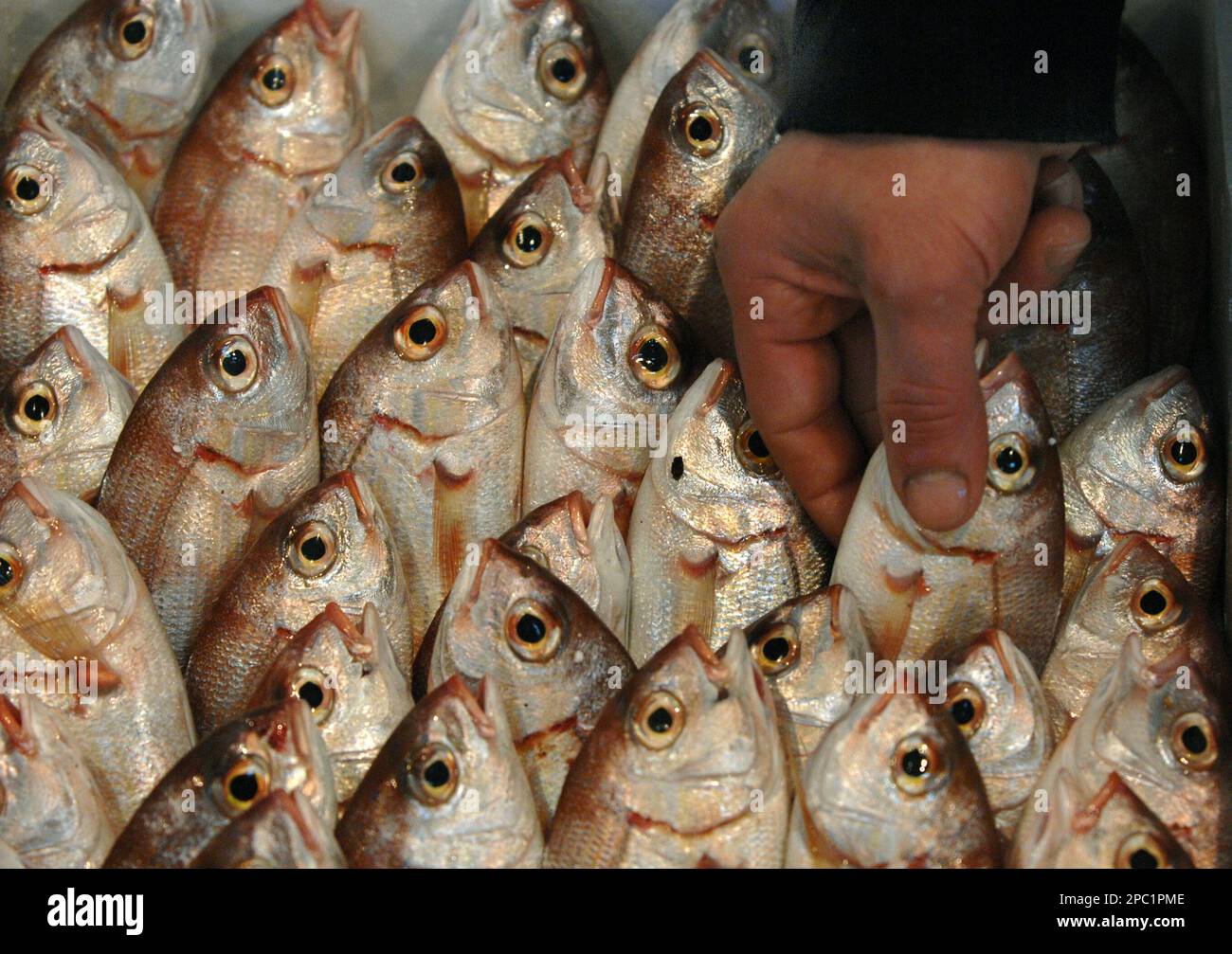 Fish are on sale in the central fish market of Beirut, Lebanon ...