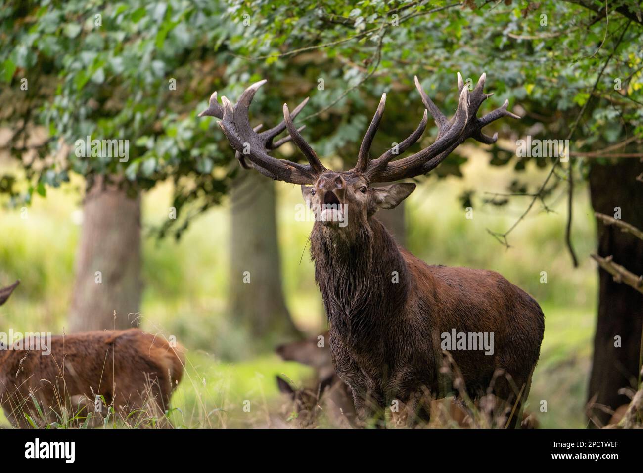 deer with large horns walking, running, screaming among females during ...