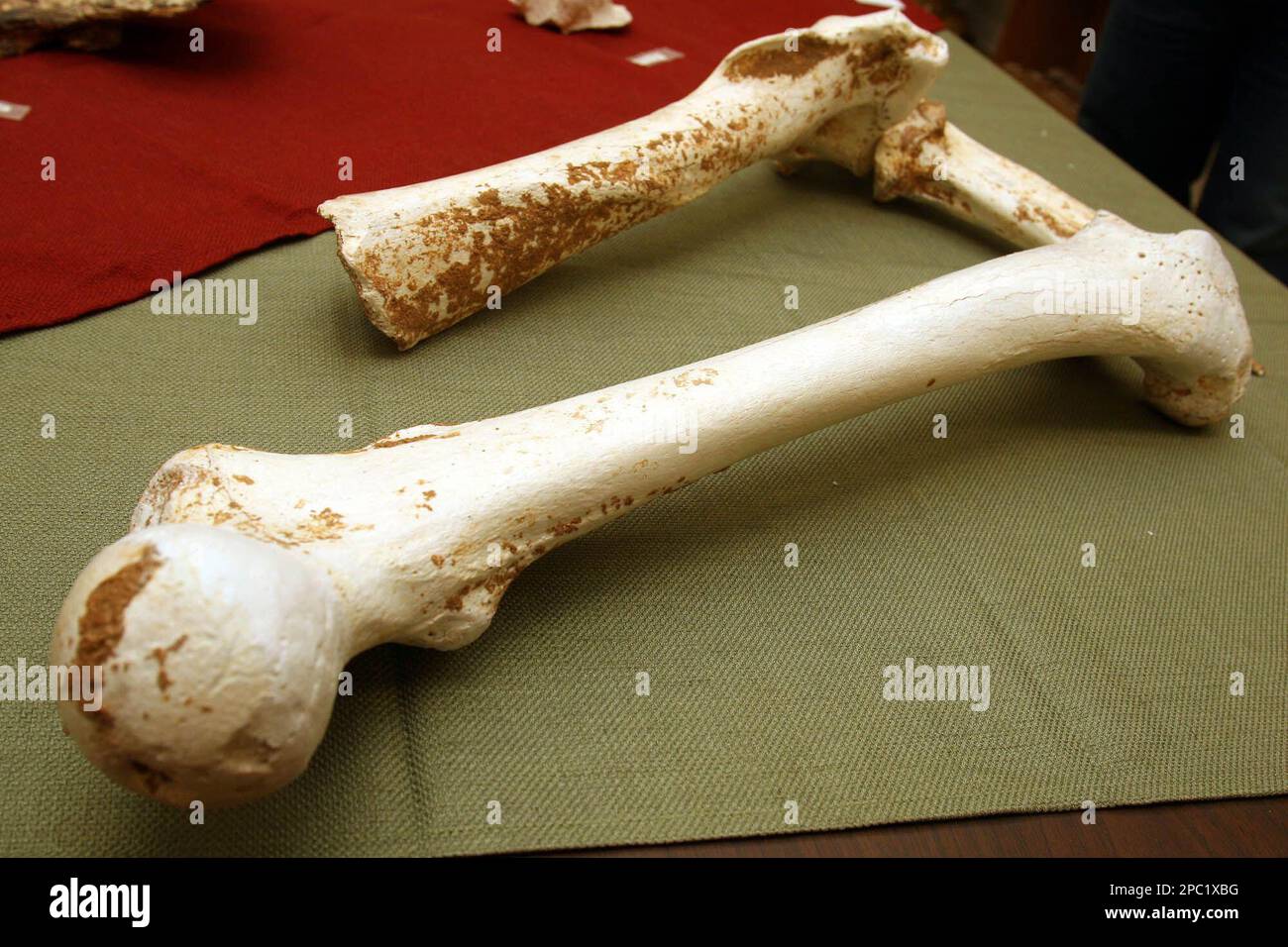 Fossil leg bones from a giant short-faced bear, an extinct Ice Age ...