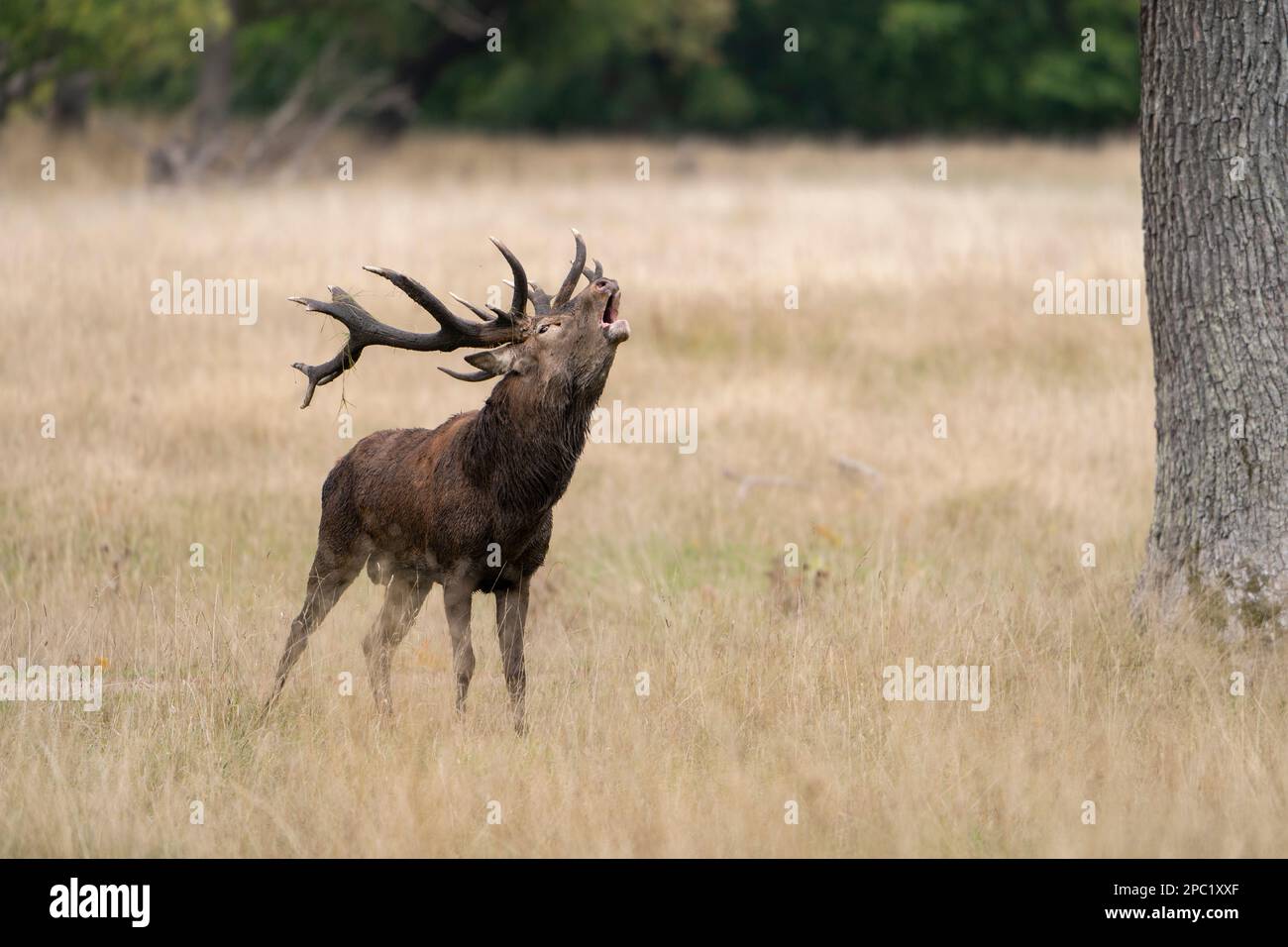 deer with large horns walking, running, screaming among females during ...