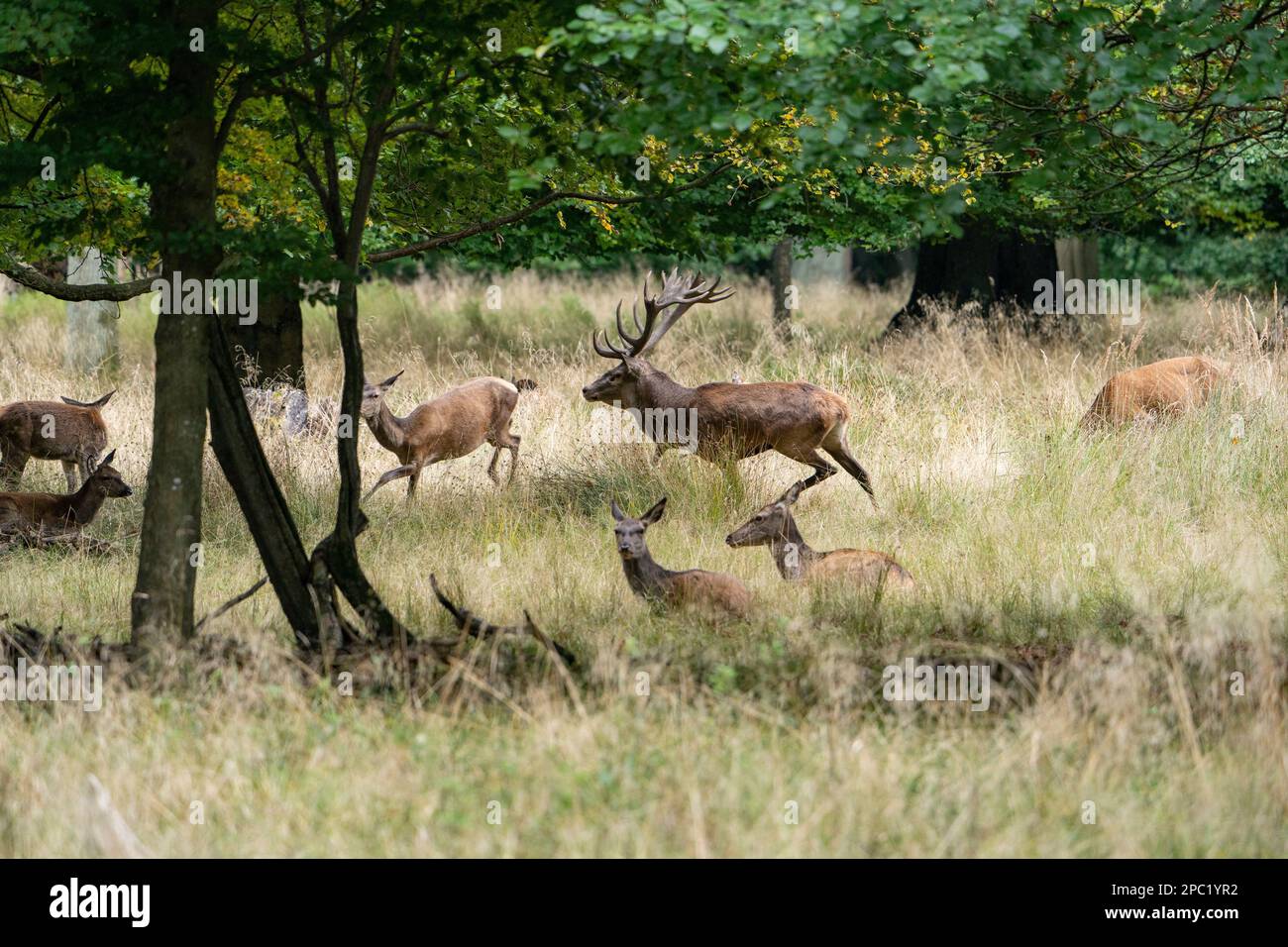 deer with large horns walking, running, screaming among females during ...