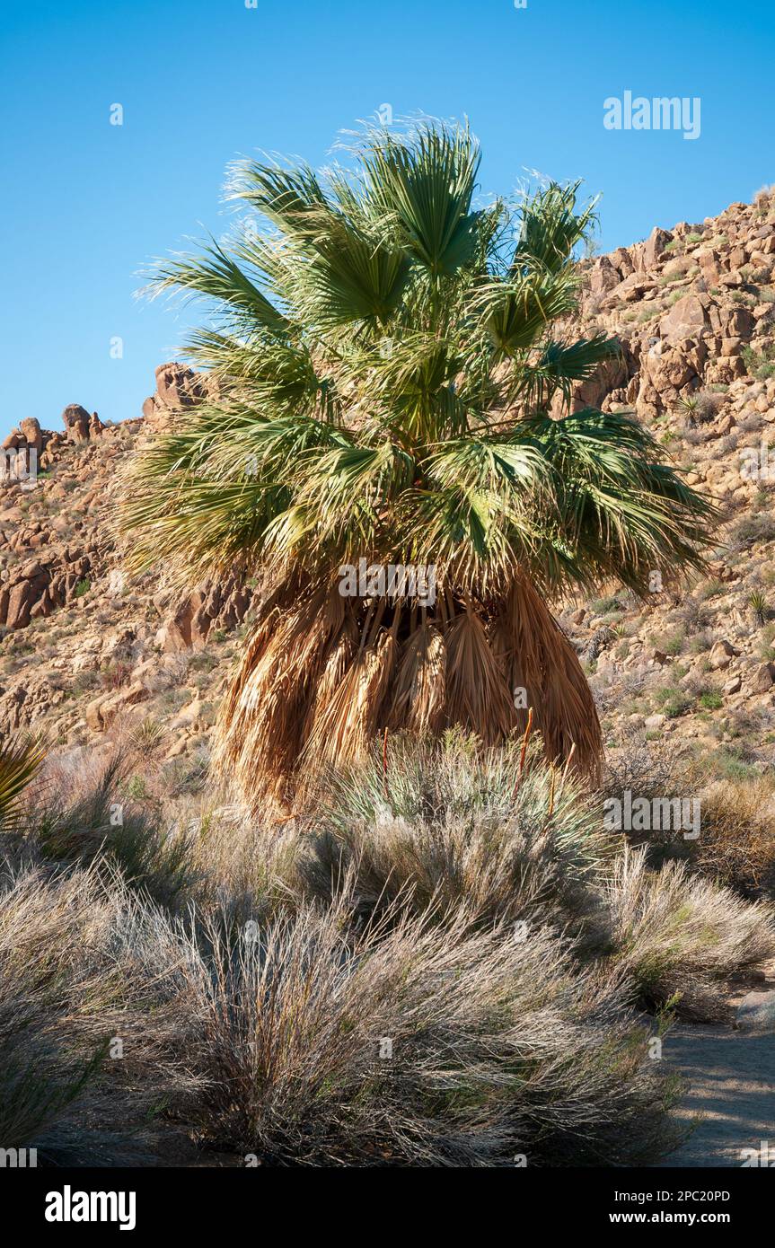 Joshua trees cactus wildflowers hi-res stock photography and images - Alamy