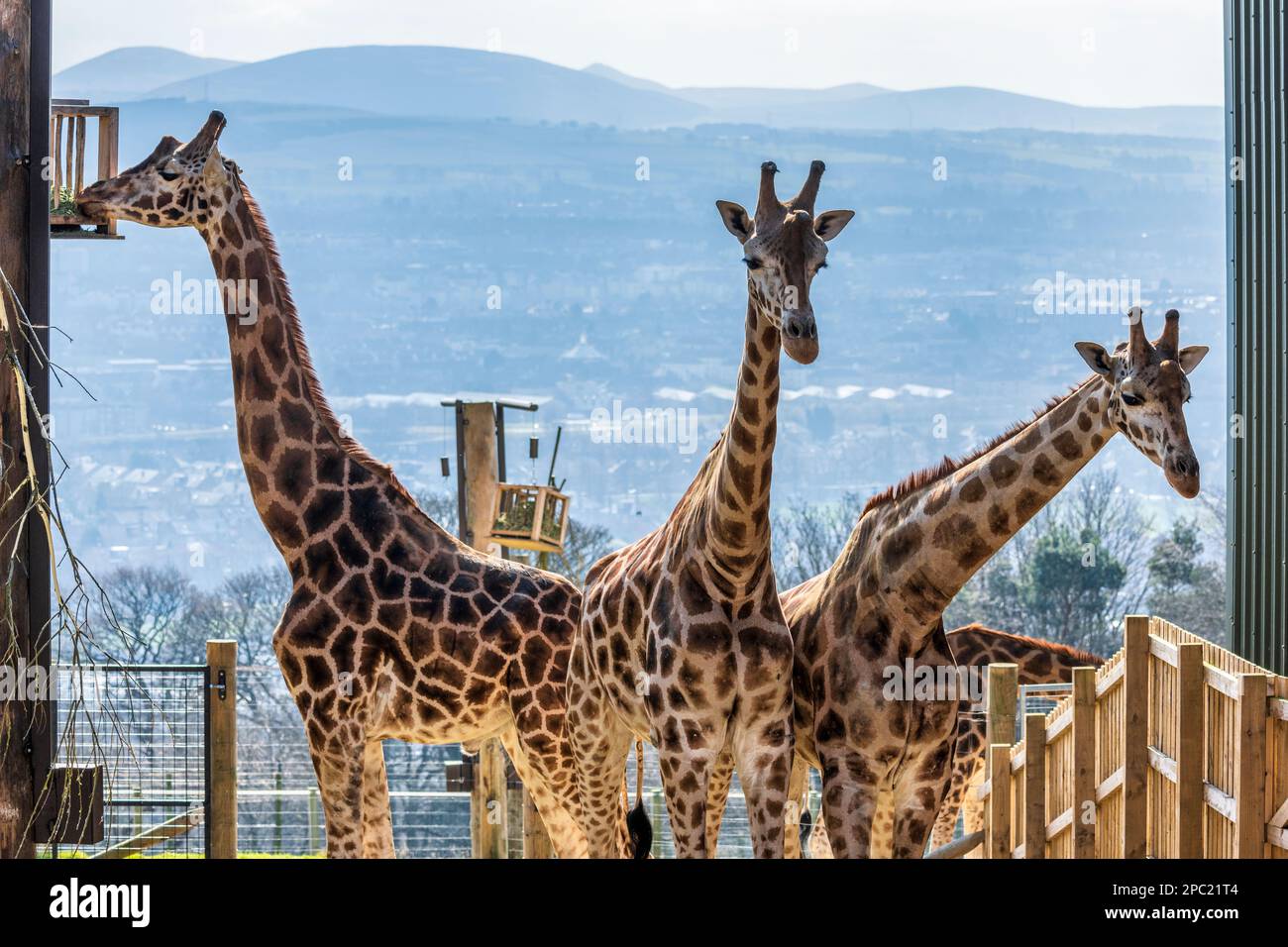 Three of the bachelor herd of Nubian Giraffes at the entrance to their ...