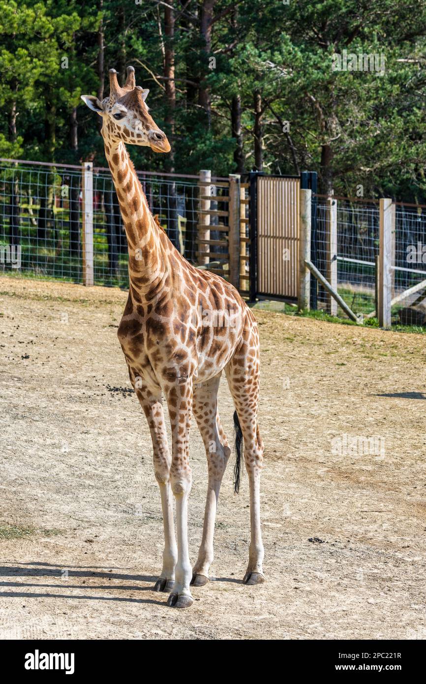 Male nubian giraffe hi-res stock photography and images - Alamy