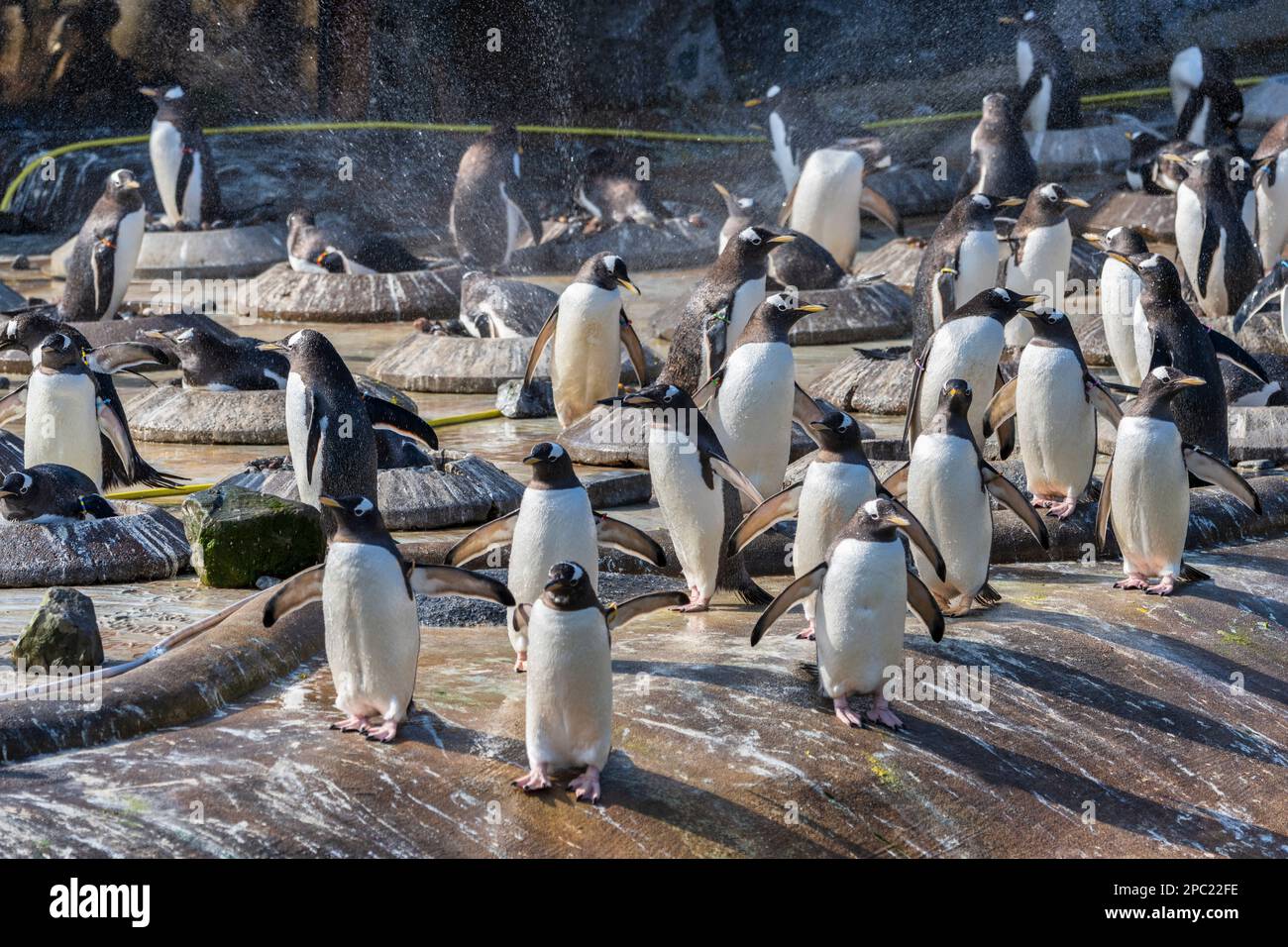 Gentoo penguins (pygoscelis papua) standing under water spray in ...