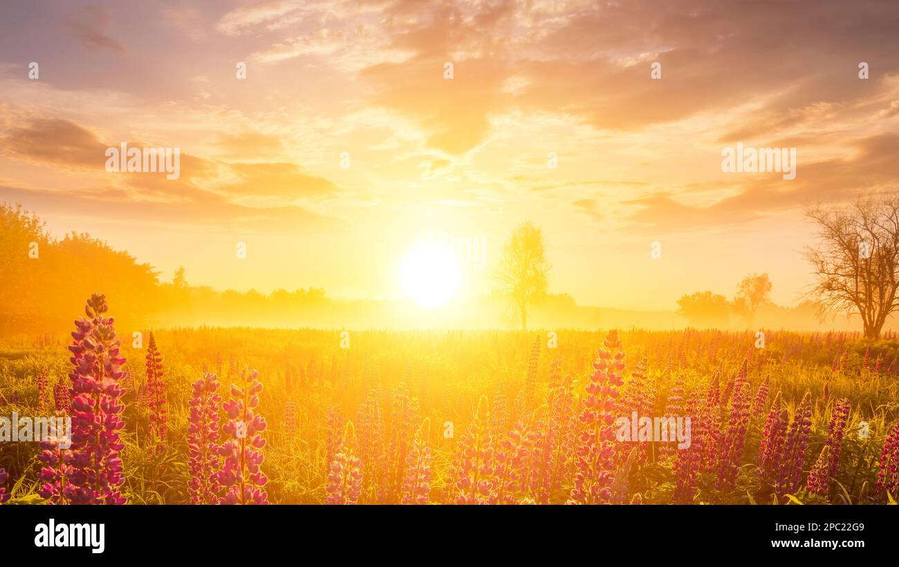 Sunrise on a field covered with flowering lupines in spring or early ...