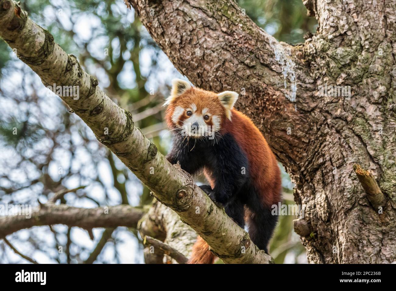 Red panda (Ailurus fulgens) walking along tree branch at Edinburgh Zoo ...