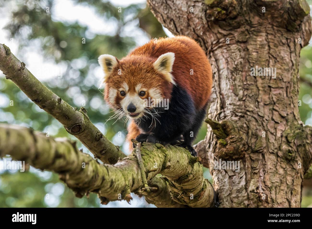 Red panda (Ailurus fulgens) walking along tree branch at Edinburgh Zoo ...