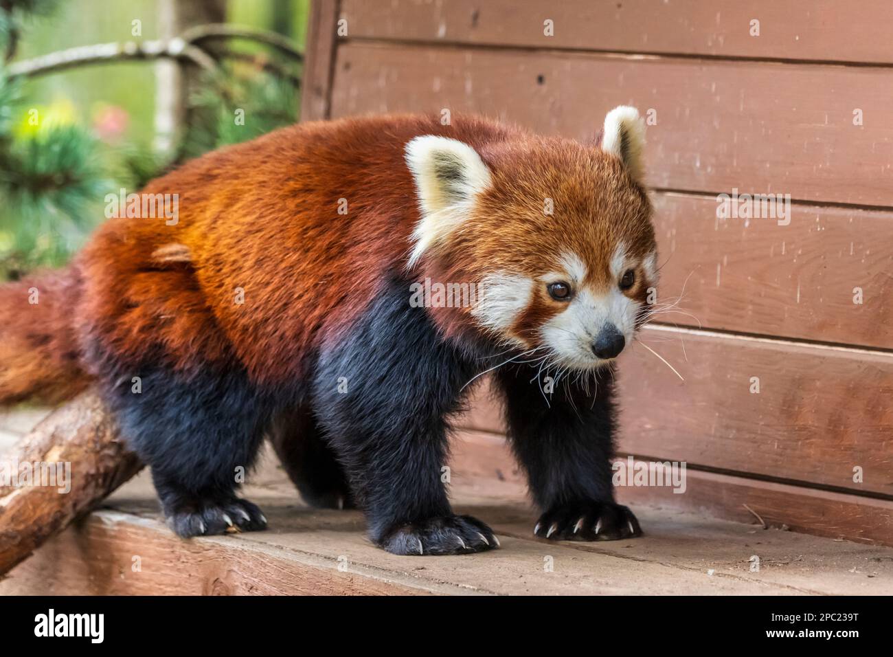 Red panda (Ailurus fulgens) returning to hutch at Edinburgh Zoo in ...
