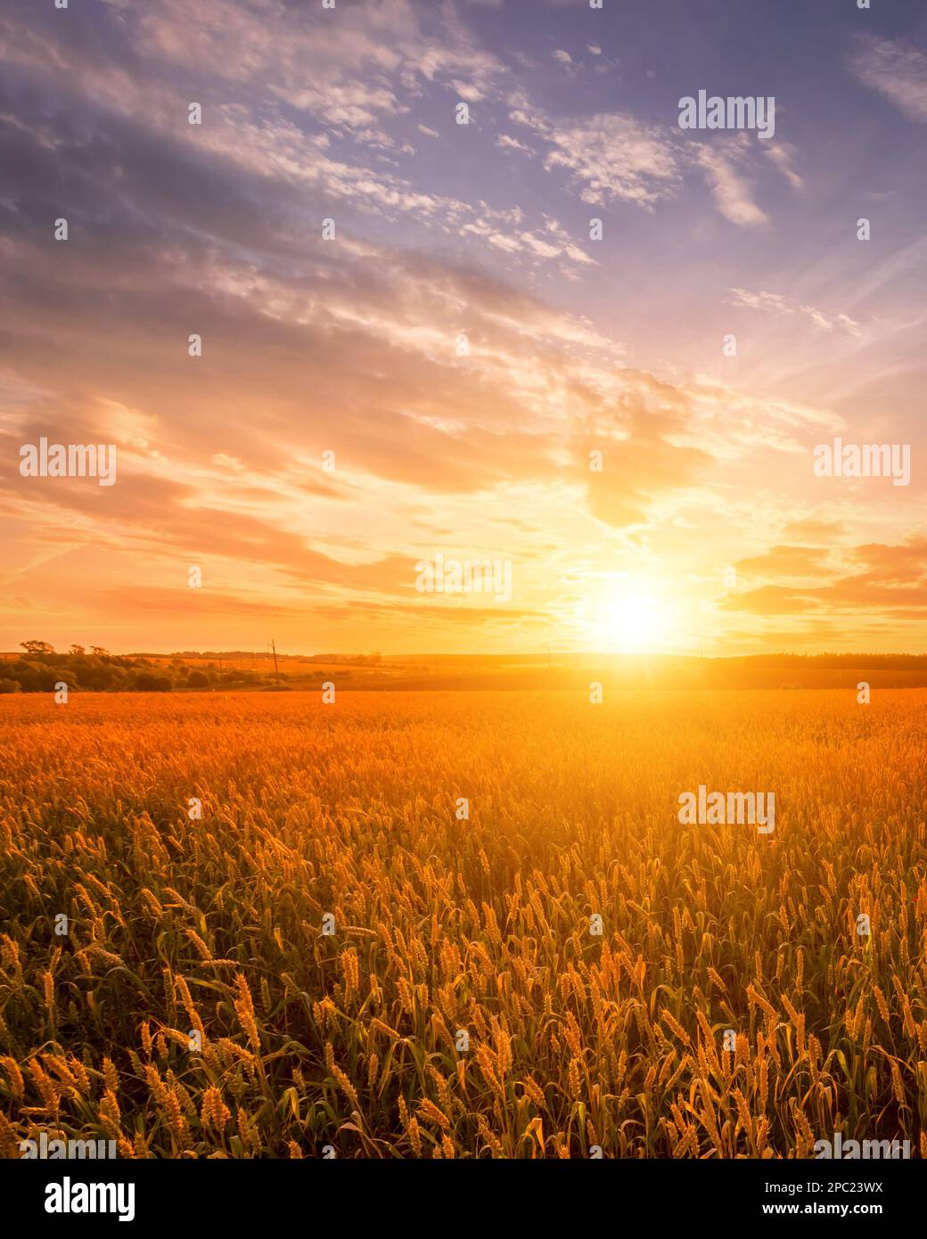 Scene of sunset on the field with young rye or wheat in the summer with ...