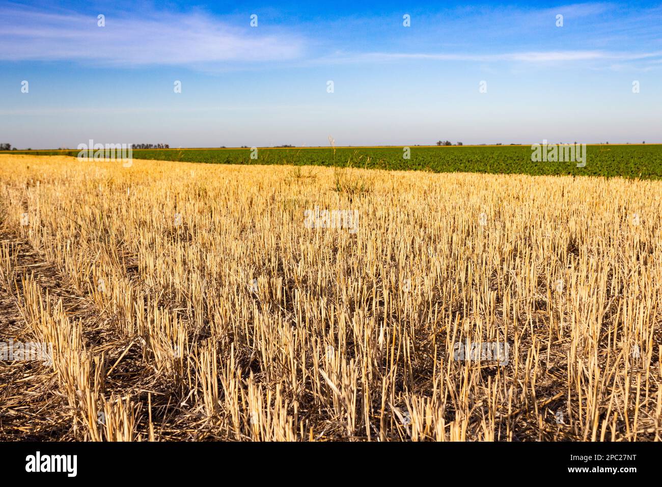 field landscape with green and yellow colors of wheat and soybean ...