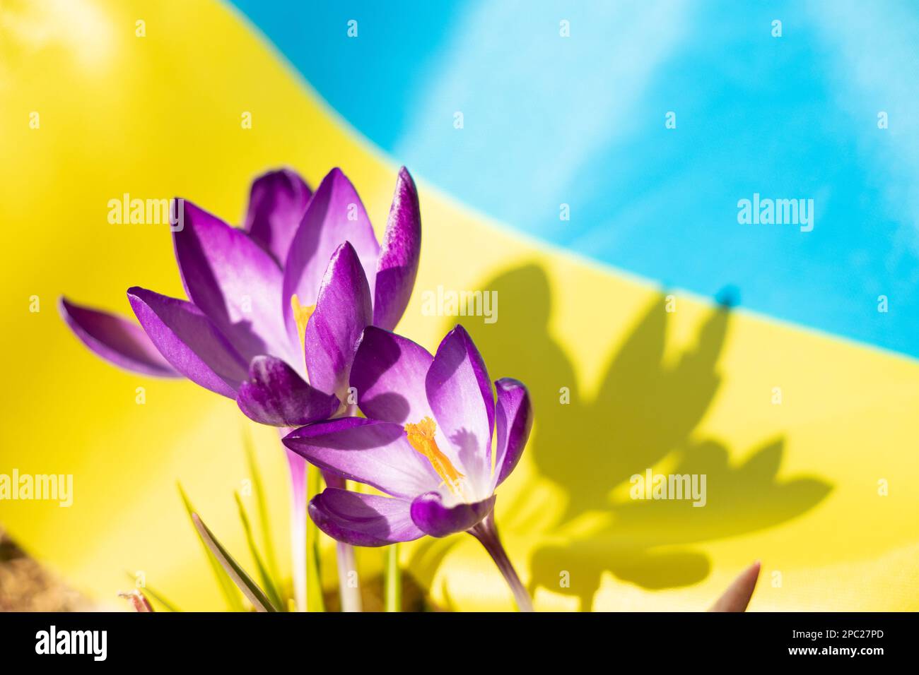 Purple snowdrops against the background of the flag of Ukraine in the ...