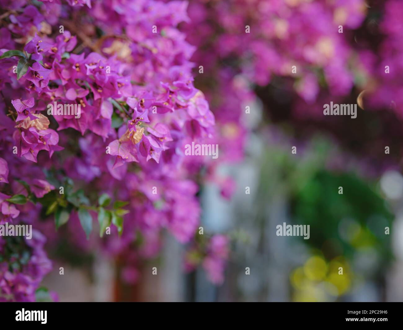 Blooming bougainvillea, streets of the old town of Bodrum, Turkey ...