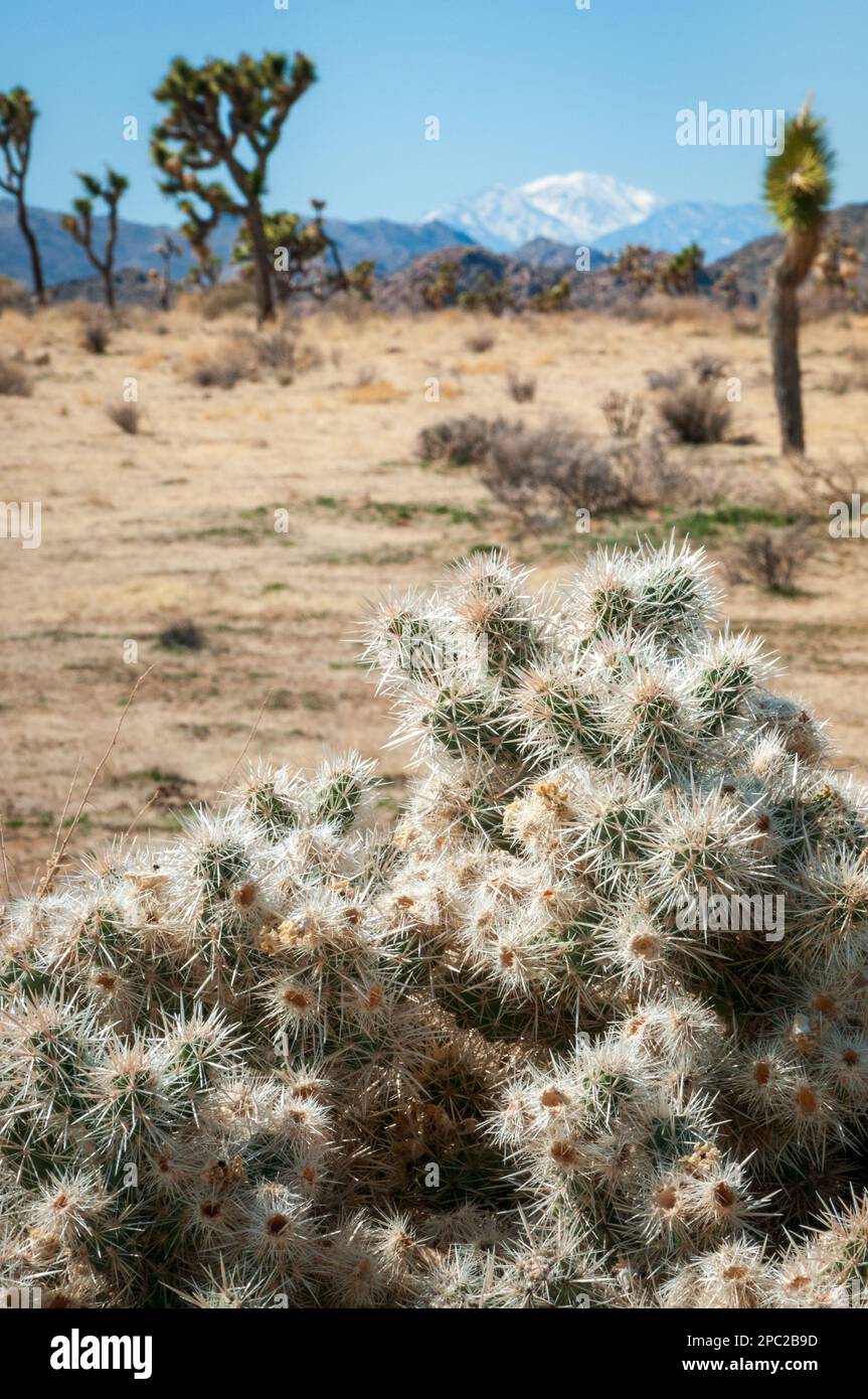 Cholla cactus joshua trees hi-res stock photography and images - Alamy