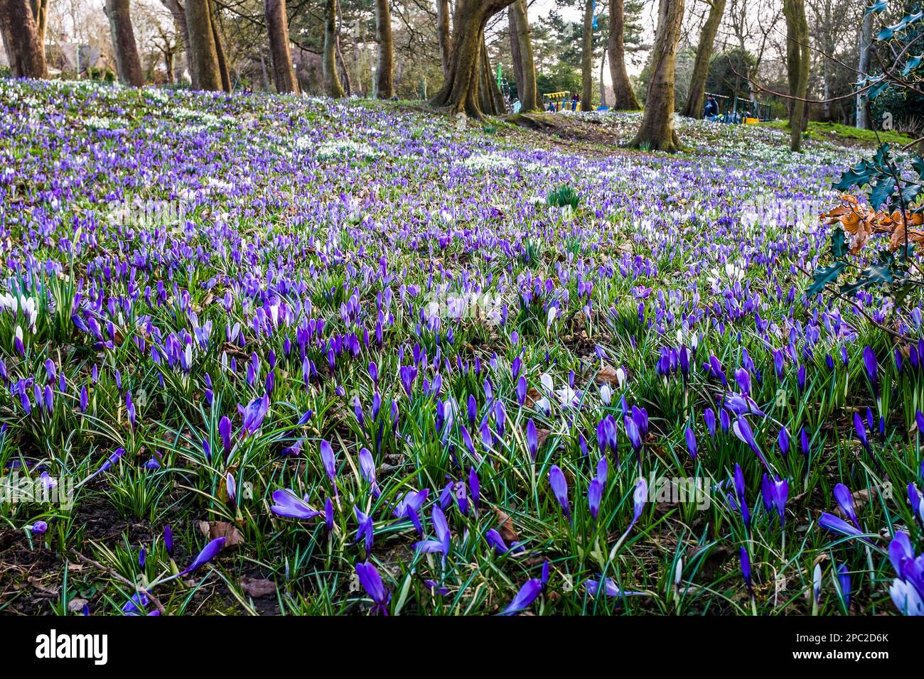 Crocus bloom in early spring in Botanic gardens, Churchtown Stock Photo ...