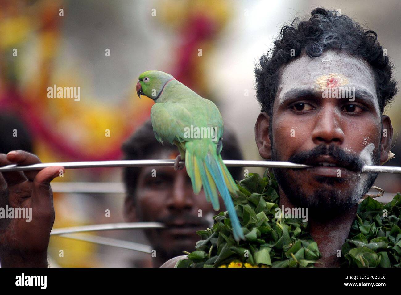 A Parrot sits on a steel rod pierced through a devotee's cheek at a ...