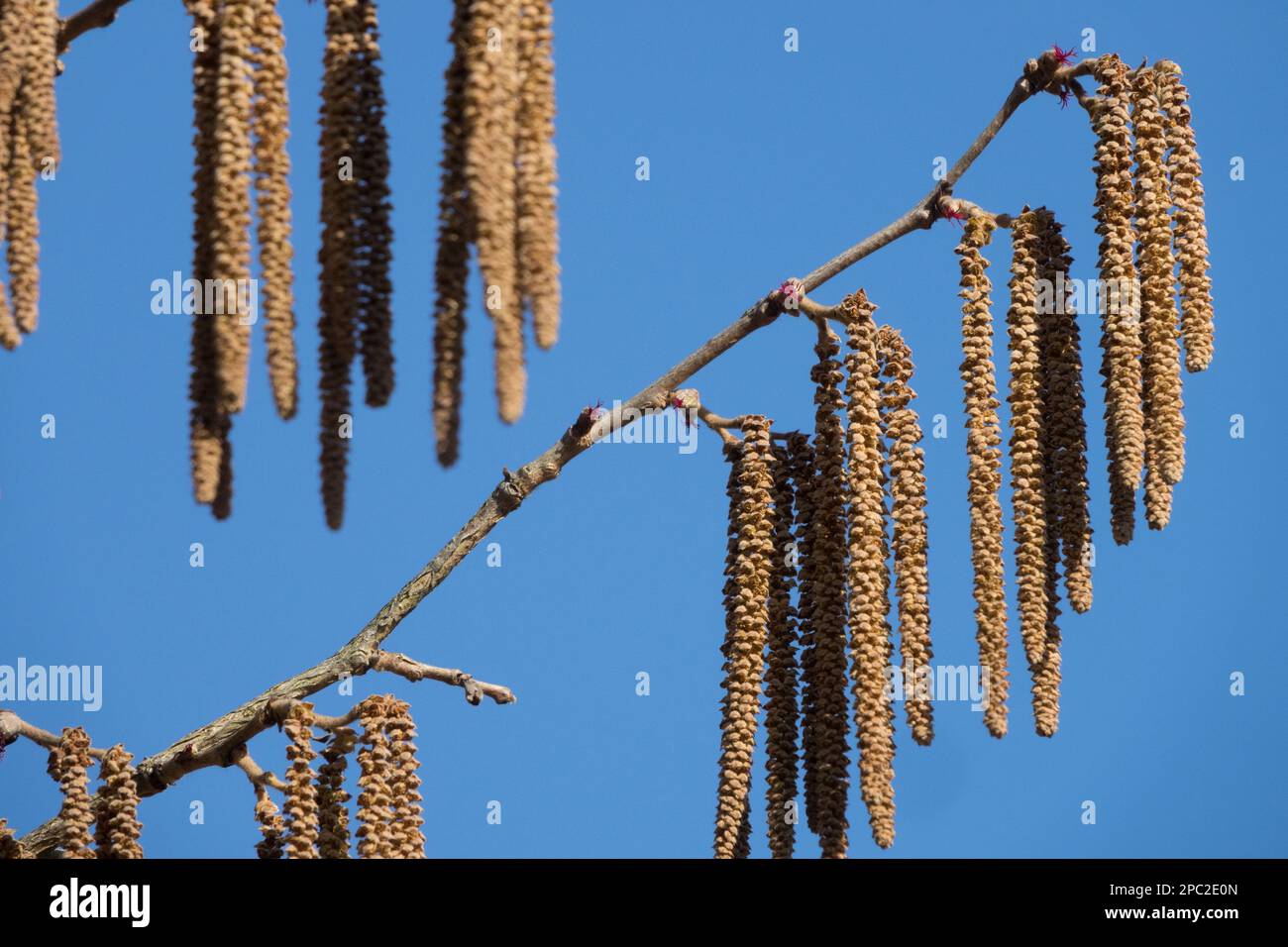 Corylus colurna hi-res stock photography and images - Alamy