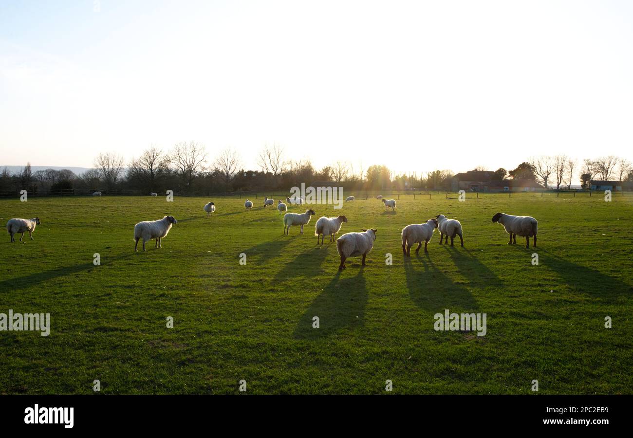 Sheep at dusk in English countryside, Sussex Stock Photo - Alamy