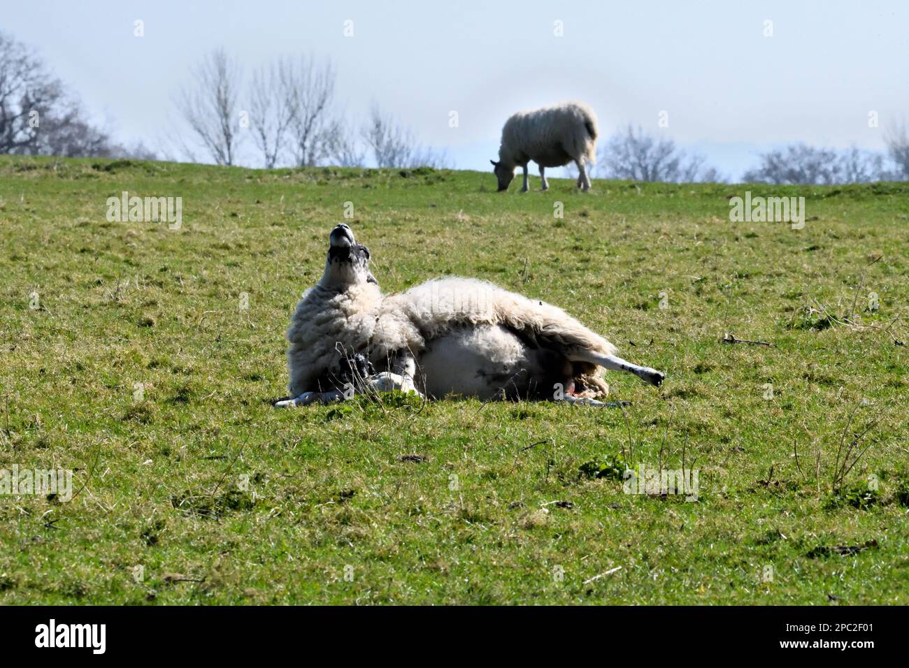 Sheep in early stage of giving birth Stock Photo - Alamy