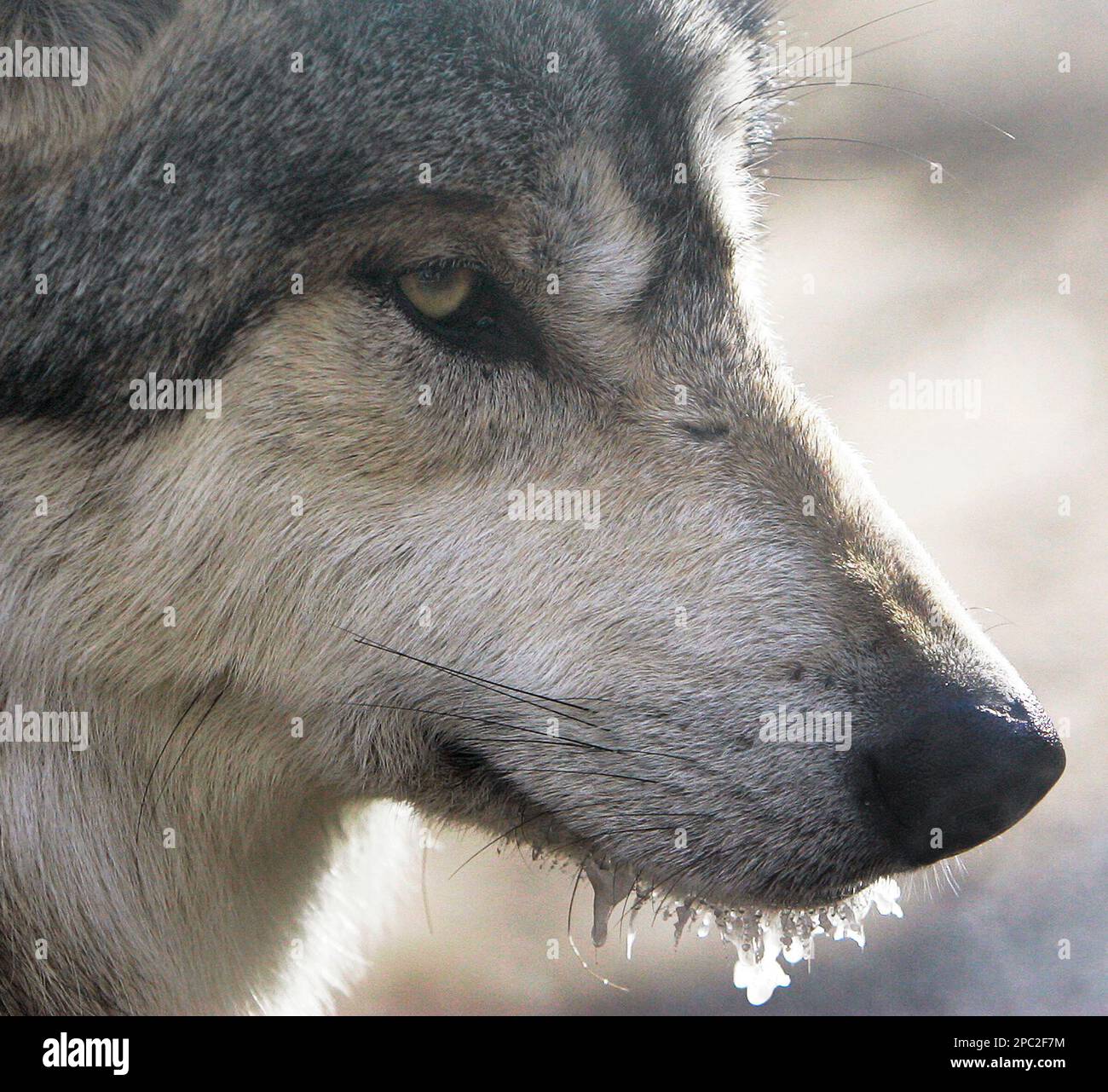 Ice forms along the muzzle of a Mexican Grey Wolf as he appears in his ...