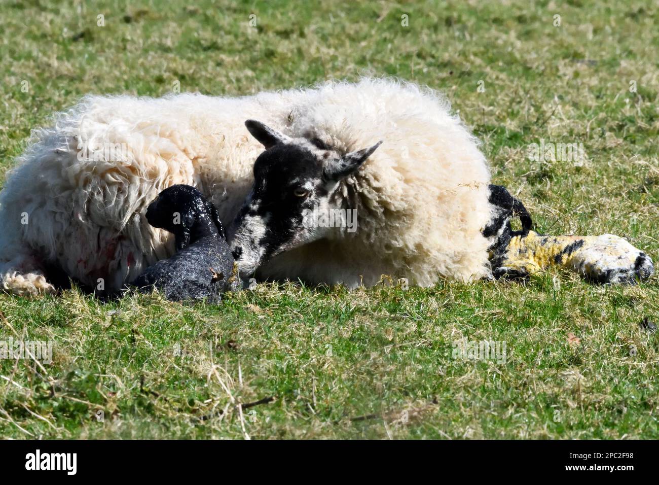 Sheep birth hi-res stock photography and images - Alamy