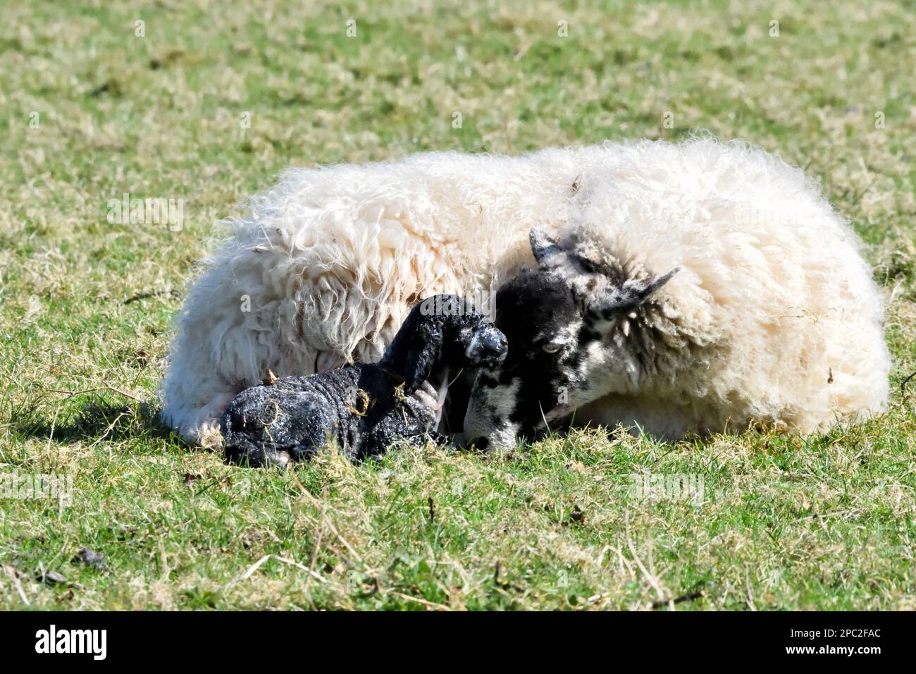 Lamb and new born sheep Stock Photo - Alamy