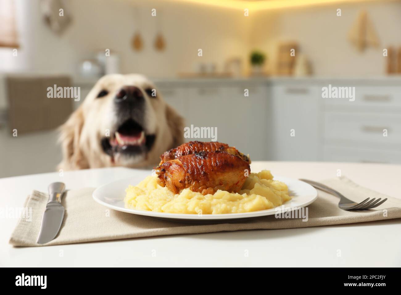 Cute hungry dog near plate with owner's food in kitchen Stock Photo - Alamy