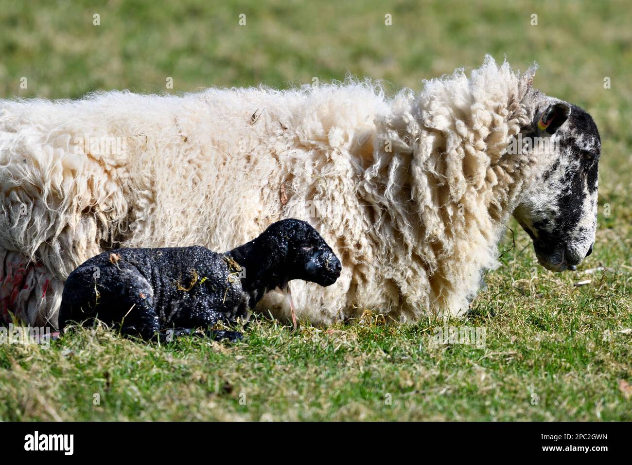 Lamb and new born sheep Stock Photo - Alamy