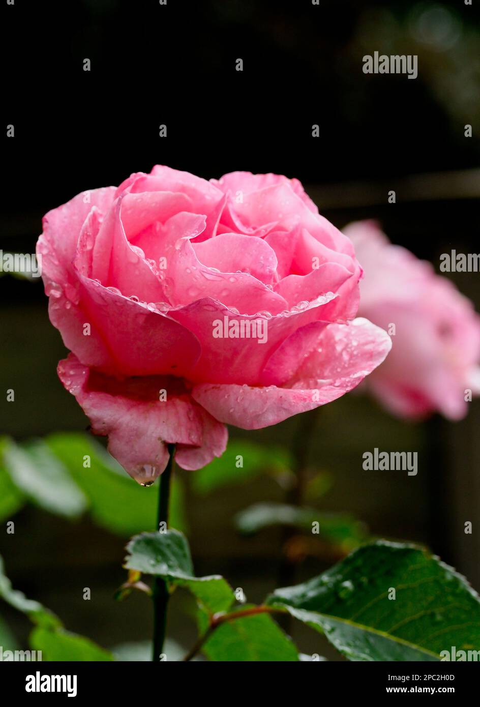 A vibrant deep pink rose flower with raindrops Stock Photo - Alamy