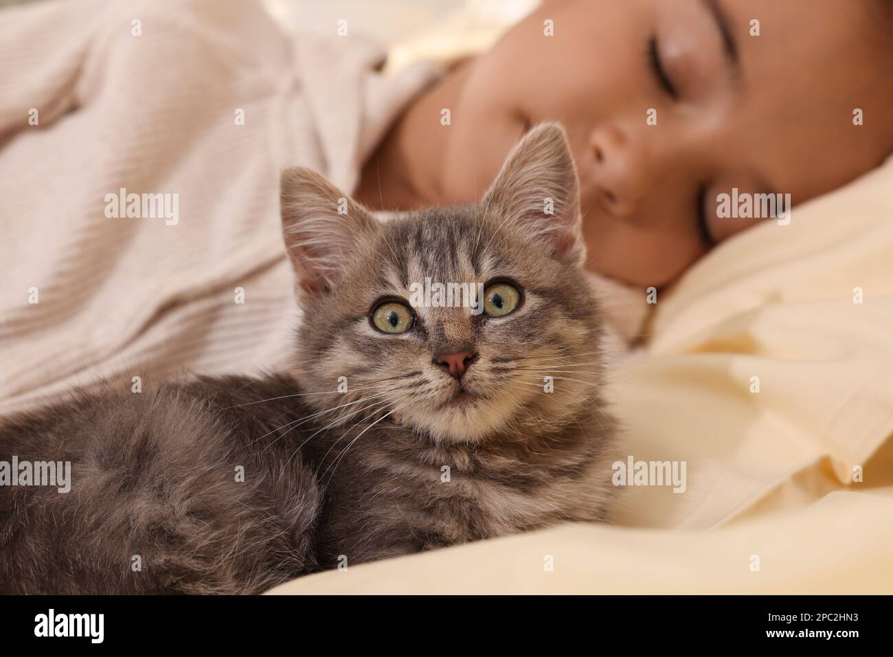 Cute little child with kitten sleeping in bed, focus on pet Stock Photo ...