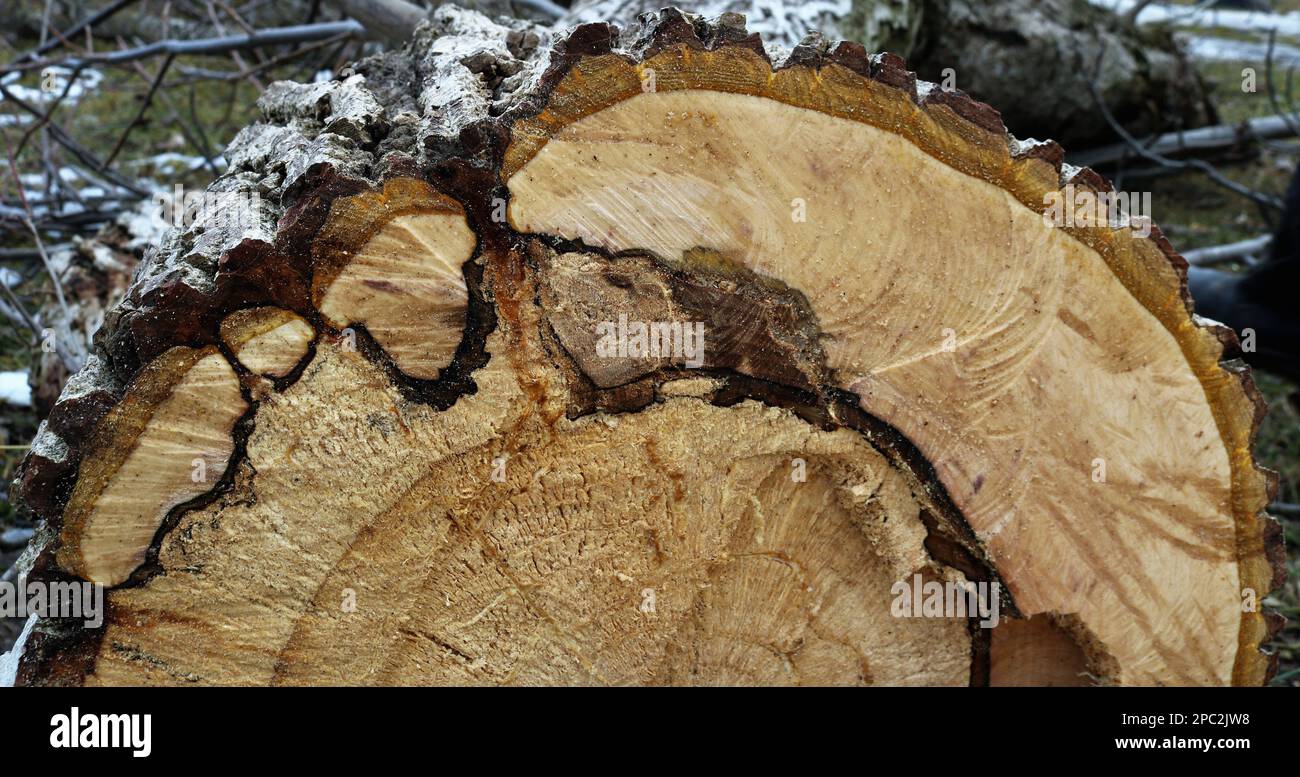 texture of a saw cut of an old tree with a loose core and cracks in the ...