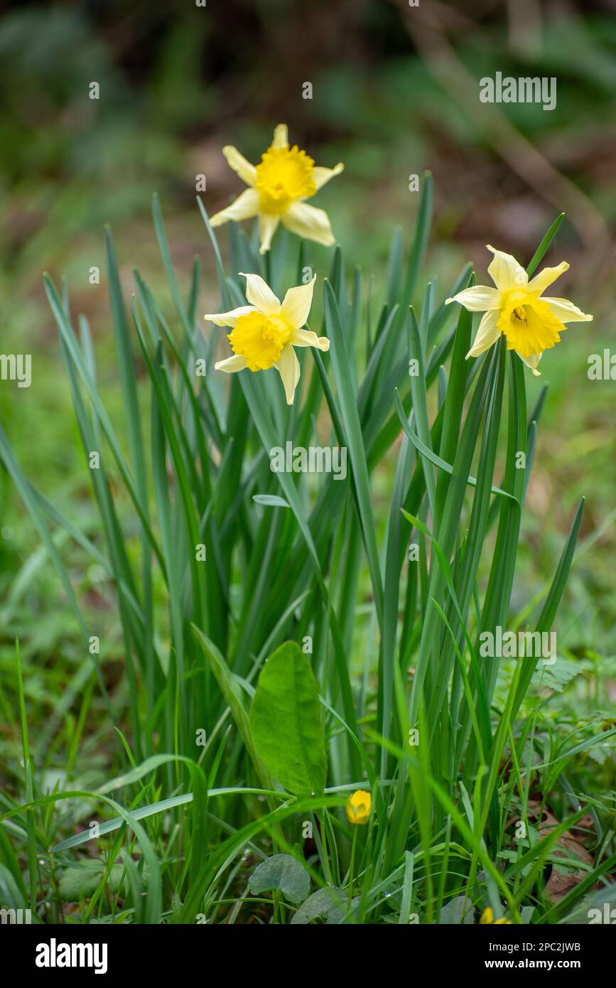 Spring Small Daffodil, Jersey, Channel Islands Stock Photo - Alamy