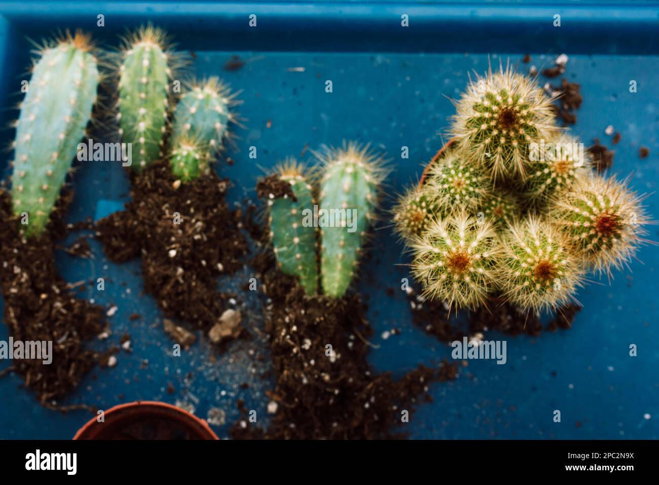 Transplanting houseplants hi-res stock photography and images - Alamy