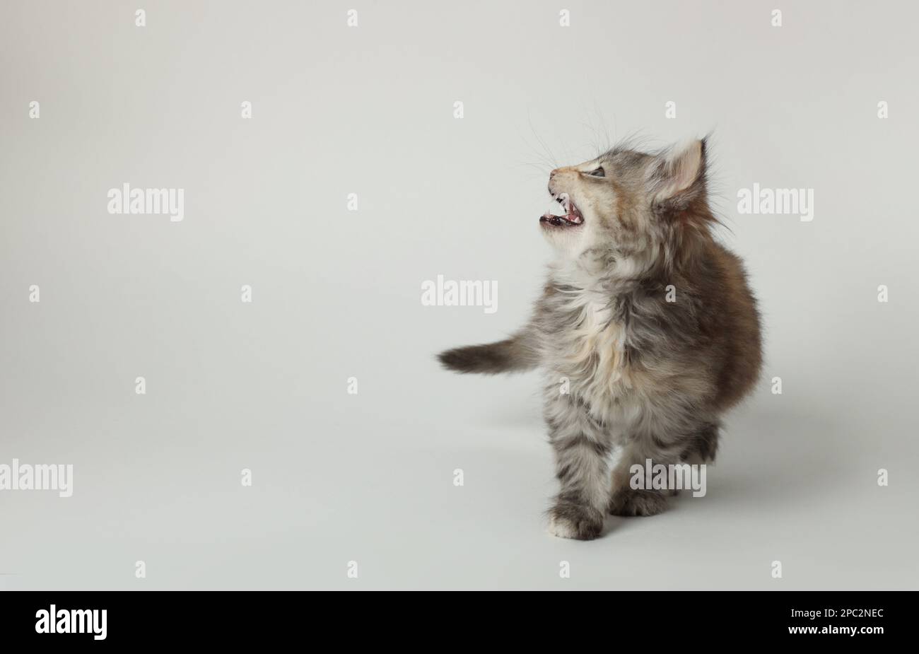 Cute kitten on light background. Space for text Stock Photo - Alamy