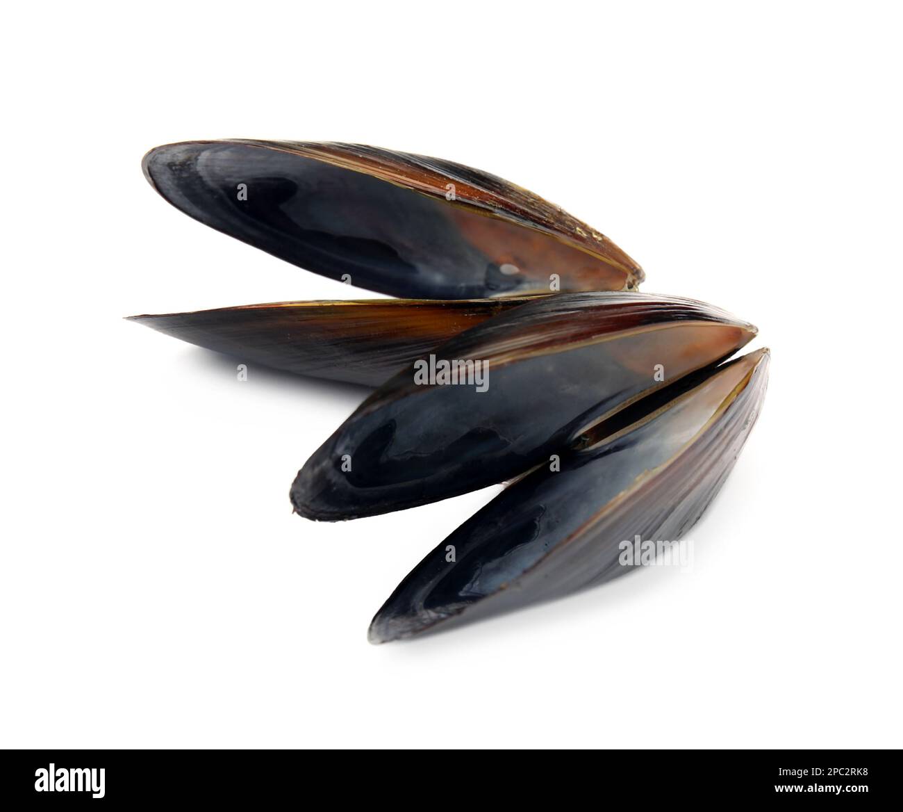 Open empty mussel shells on white background Stock Photo - Alamy