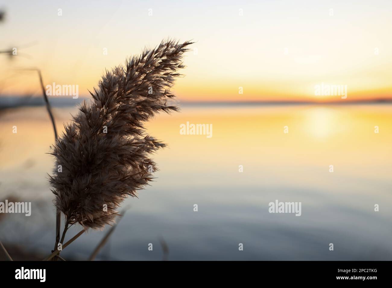 Fluffy reed plant near river at beautiful sunset, closeup. Space for ...