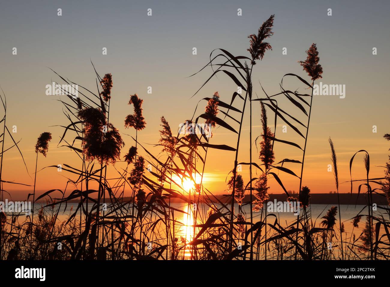 Fluffy reed by sunset hi-res stock photography and images - Alamy