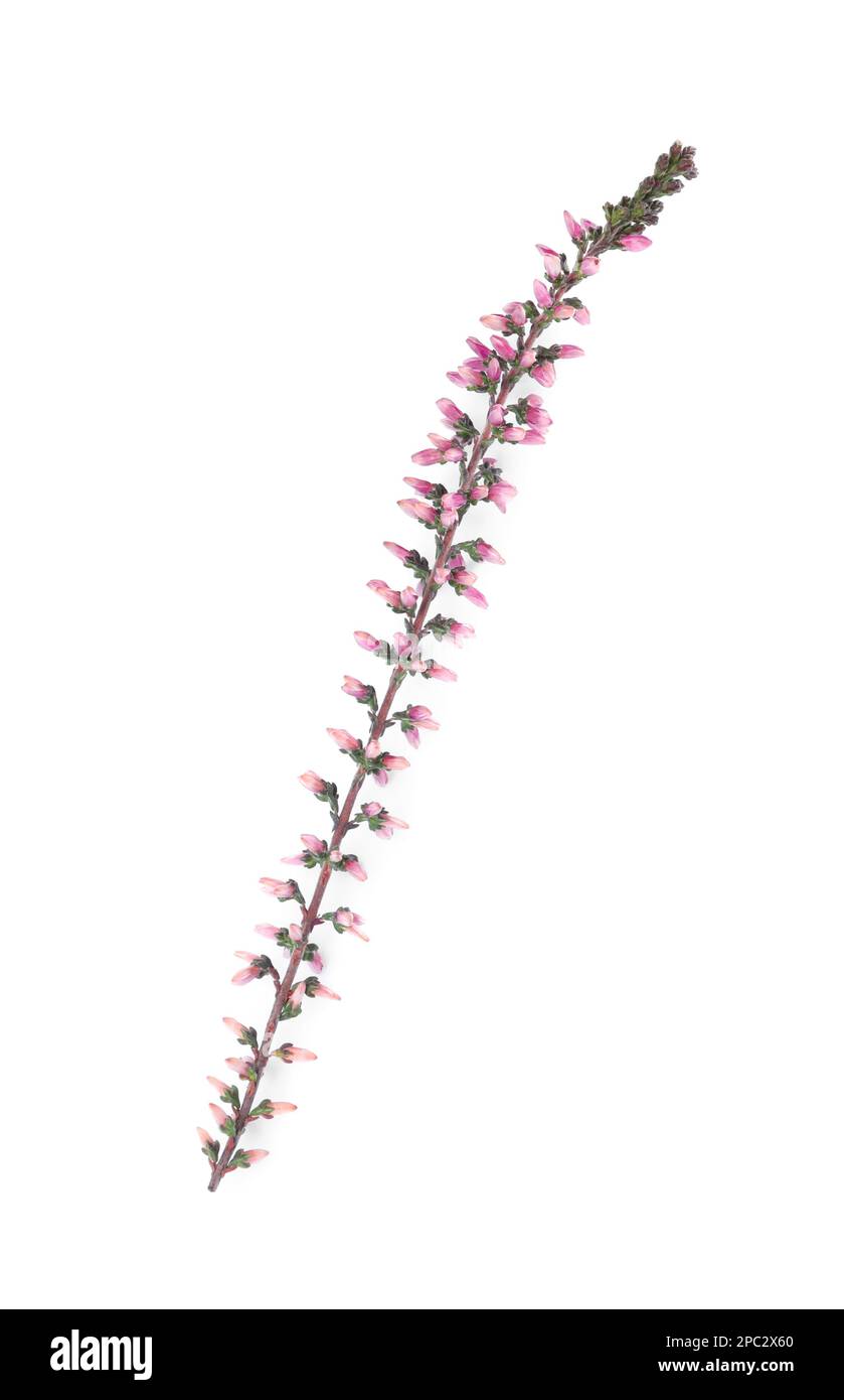Sprig of heather with beautiful flowers isolated on white Stock Photo ...
