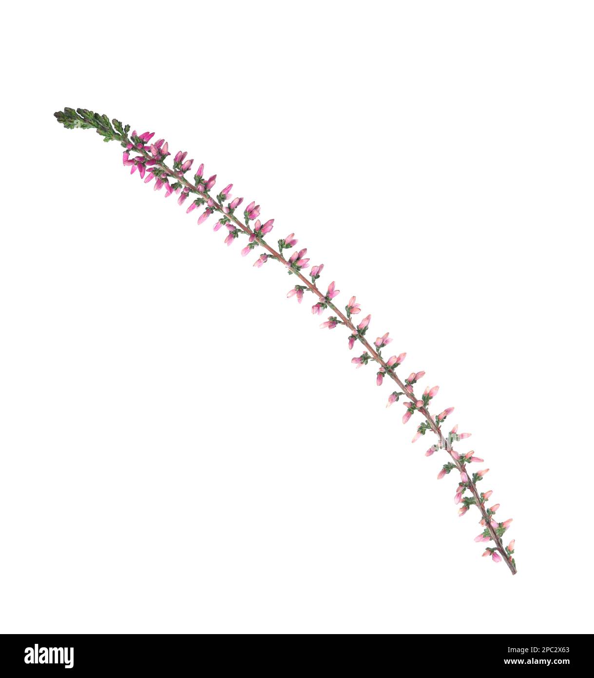 Sprig of heather with beautiful flowers isolated on white Stock Photo ...