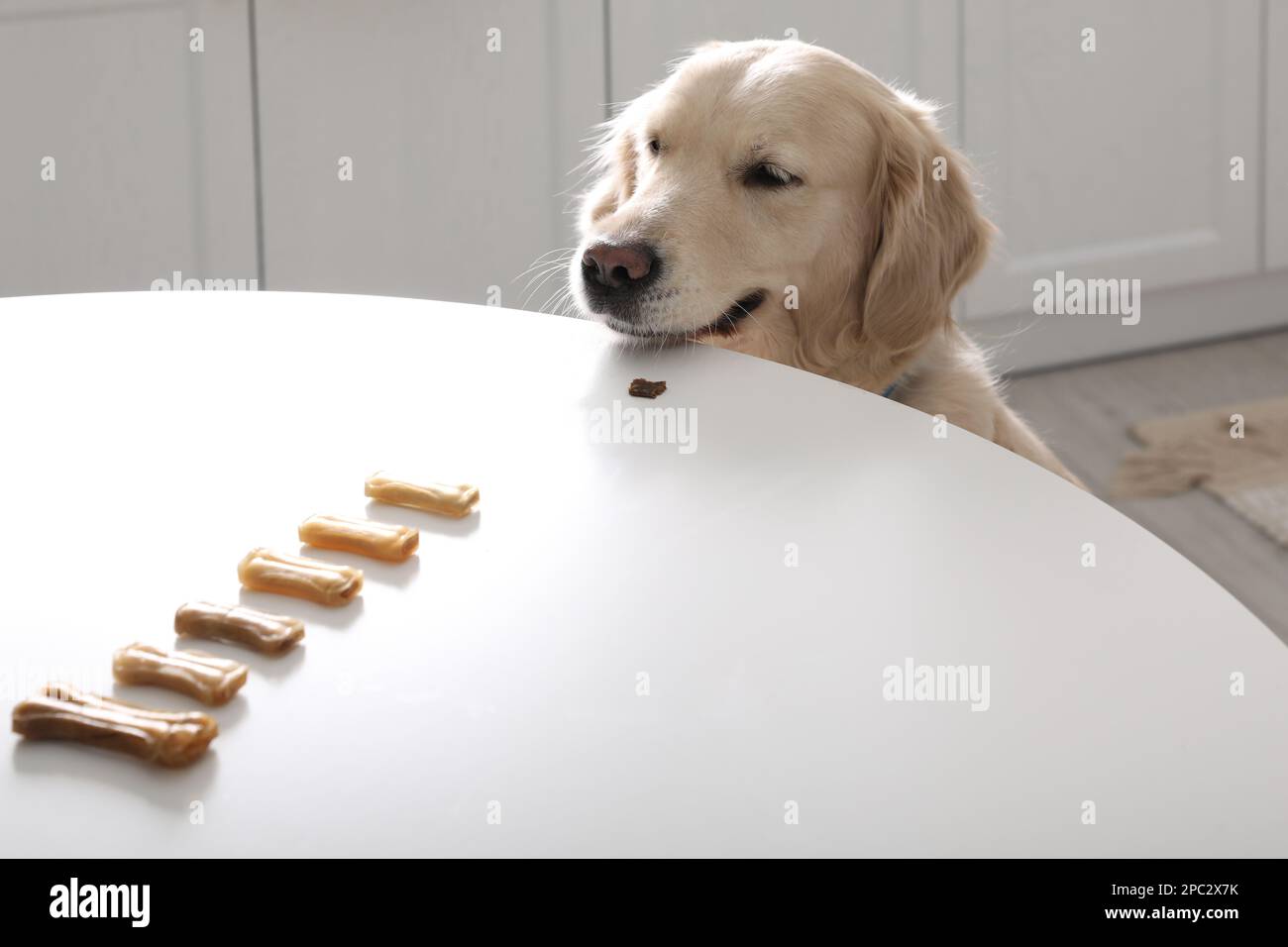 Cute Golden Retriever at table with dog biscuits in kitchen Stock Photo ...