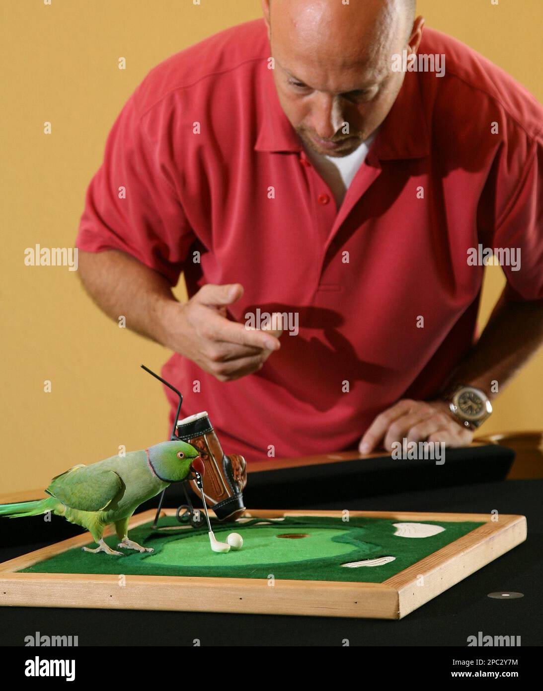 A.J., a trained Indian Ringneck parakeet, plays golf with his owner ...