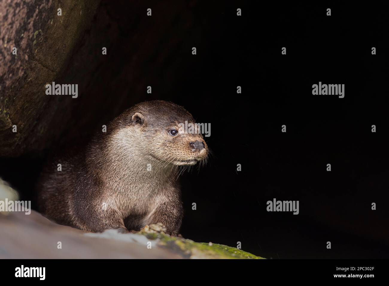 Otter sat at the entrance of its holt Stock Photo - Alamy