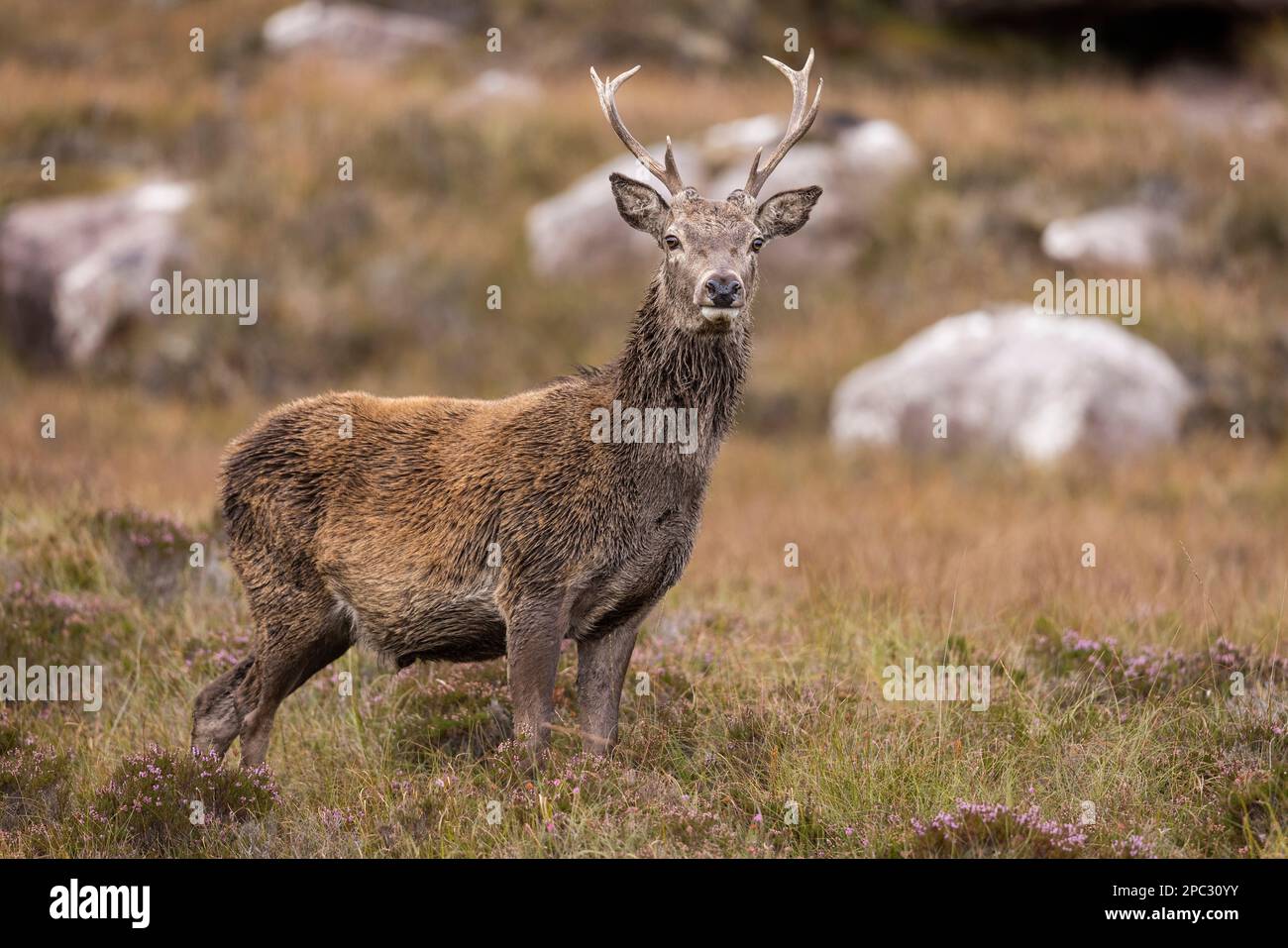 Red Deer stag in the Scottish Highlands Stock Photo - Alamy
