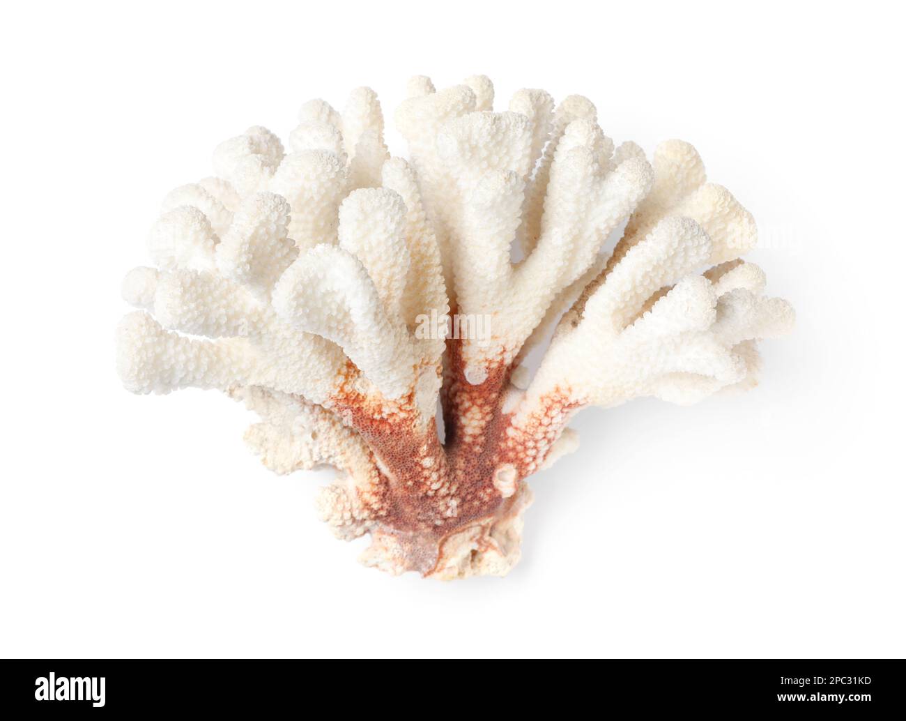 Underwater view beautiful tropical reef Cut Out Stock Images & Pictures ...