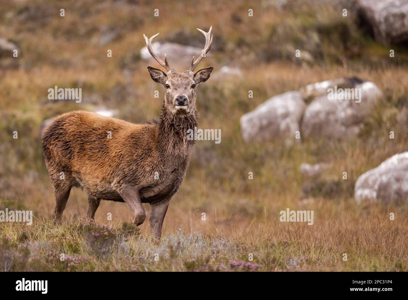 Scottish stag highlands hi-res stock photography and images - Alamy