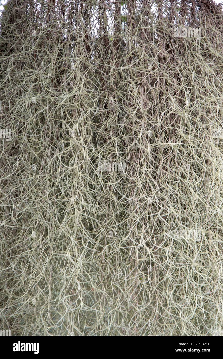 Spanish moss hanging on the tree in a garden Stock Photo - Alamy