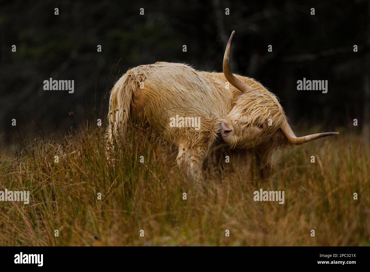 Highland Cow in the Scottish Highlands Stock Photo - Alamy