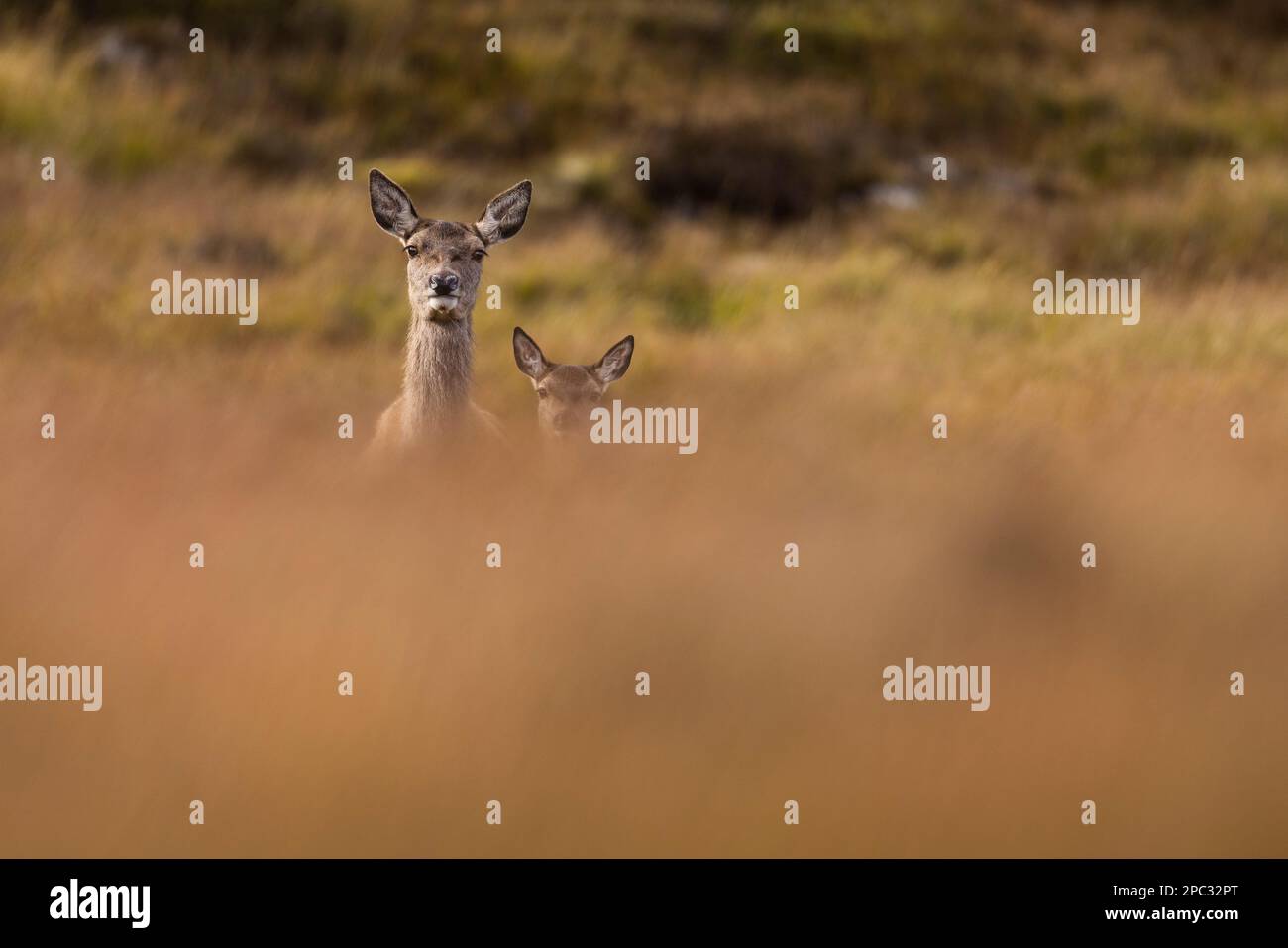 Curious Red Deer peering over a grassy mound Stock Photo - Alamy