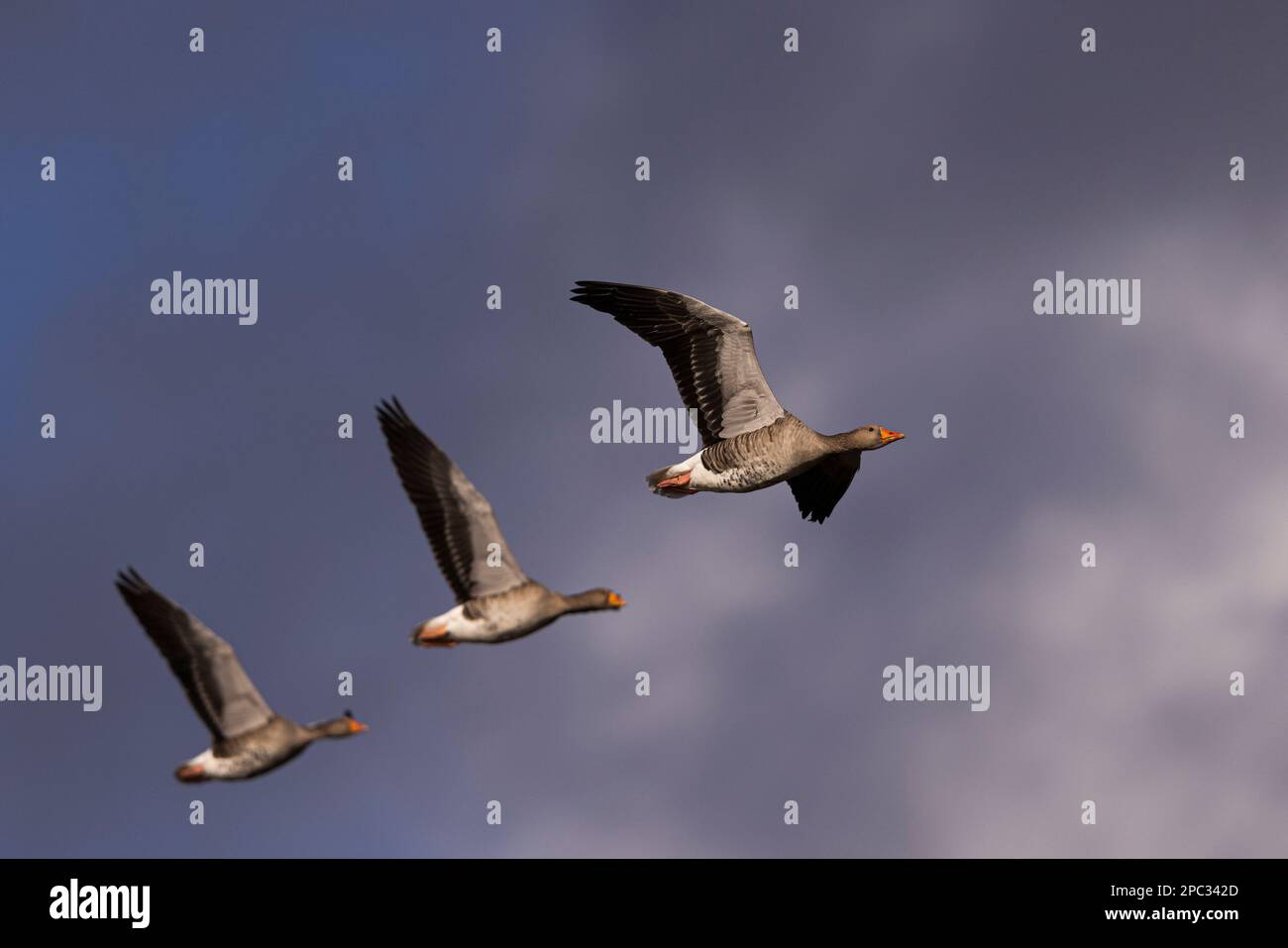 A trio of Greylag Geese flying overhead Stock Photo - Alamy