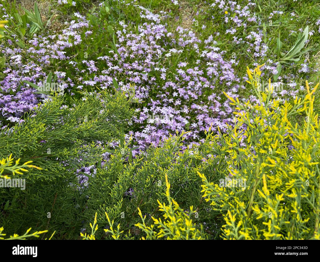 Lilac, lavender, daisy blooming flowers in the garden. Spring nature ...